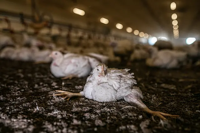 What are the different breeds of chicken? | The Humane League