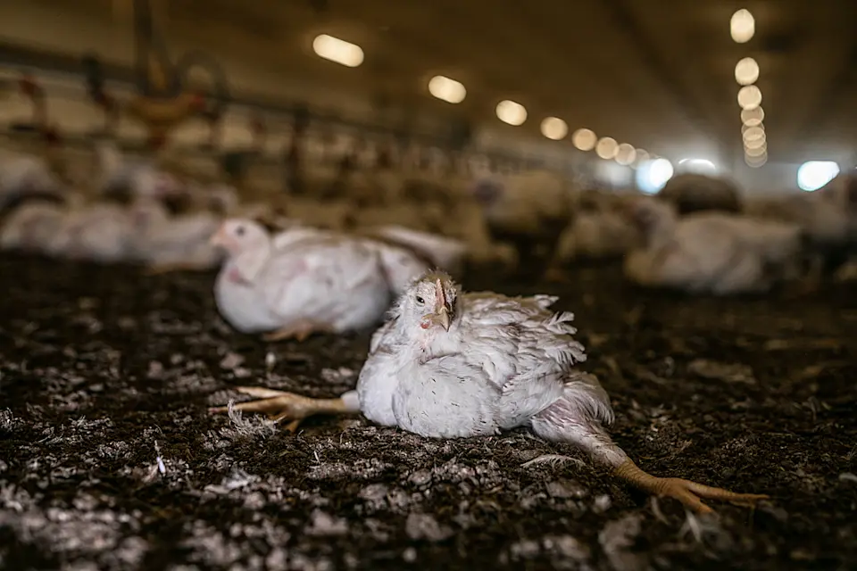 What makes a chicken a Frankenchicken and how can you help?