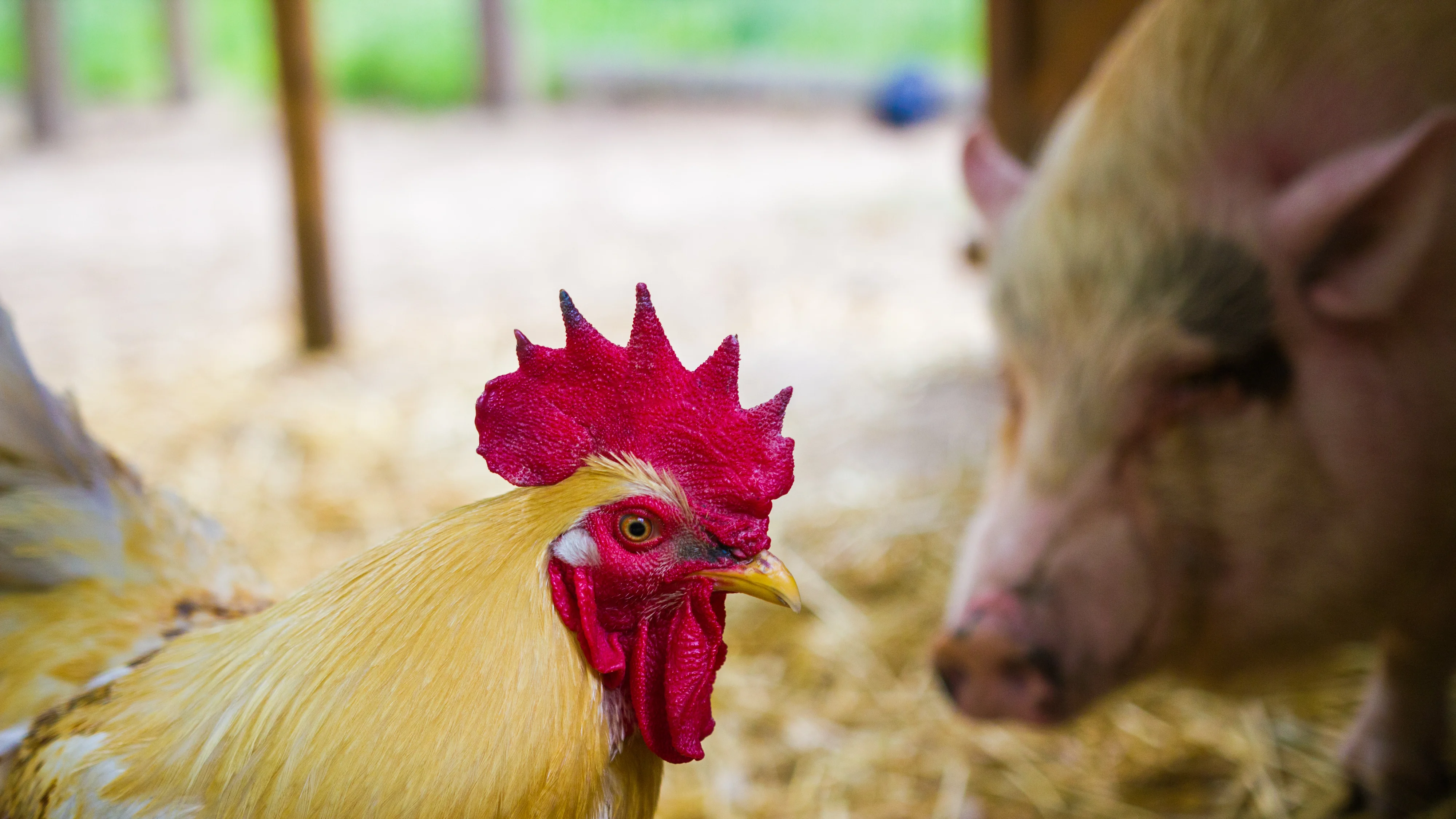 Campaigns for the animals | The Humane League