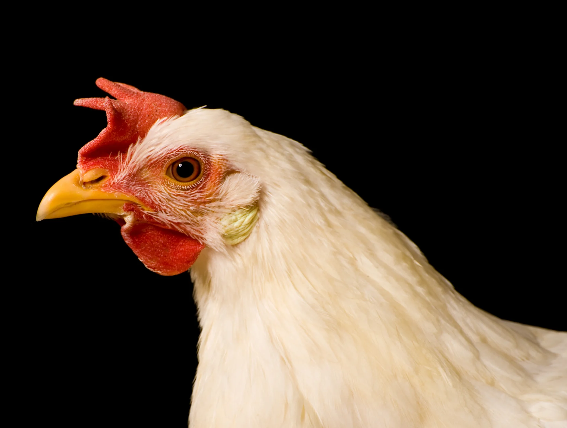 Subway commits to better chicken