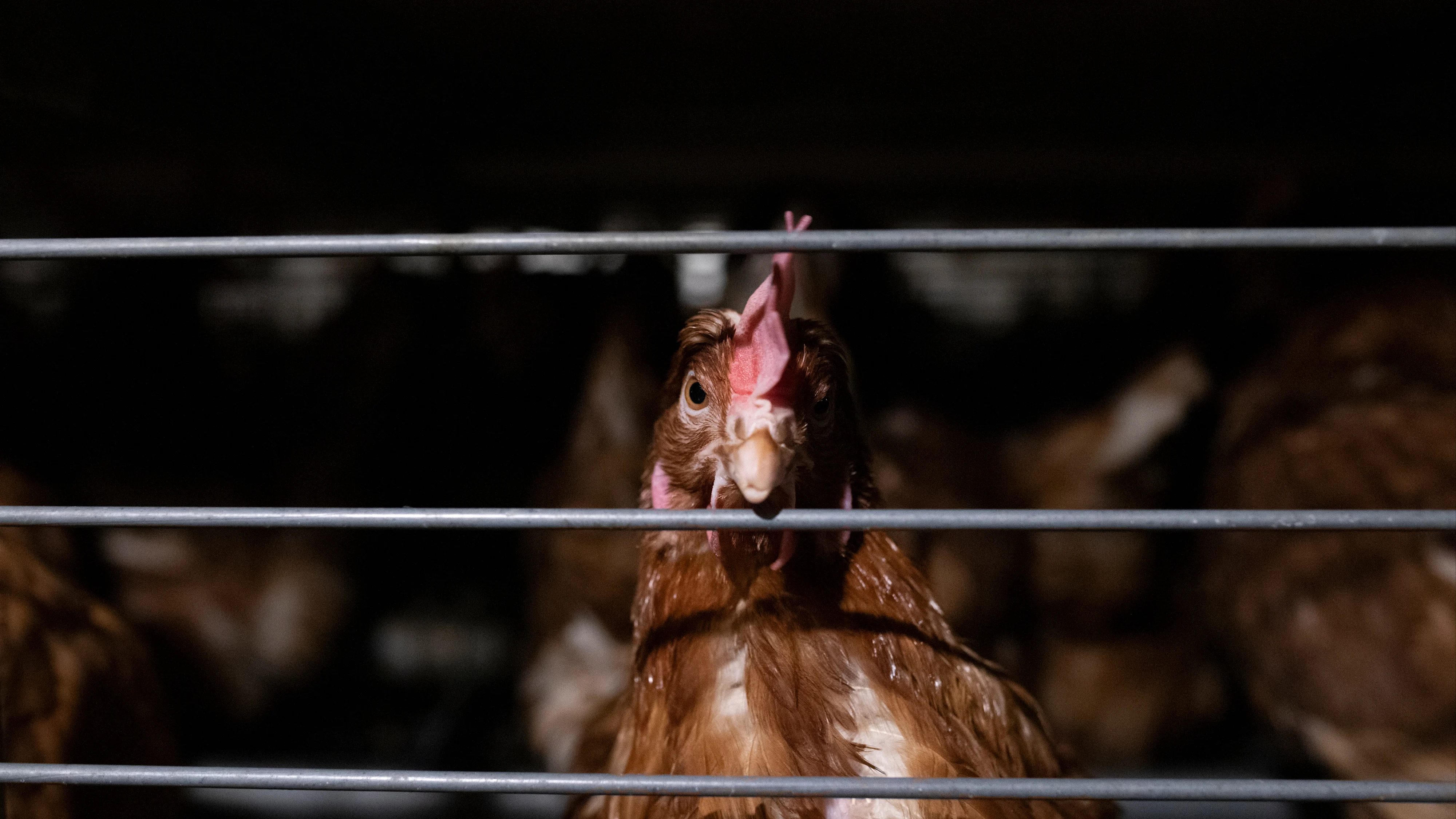 Campaigns for the animals | The Humane League