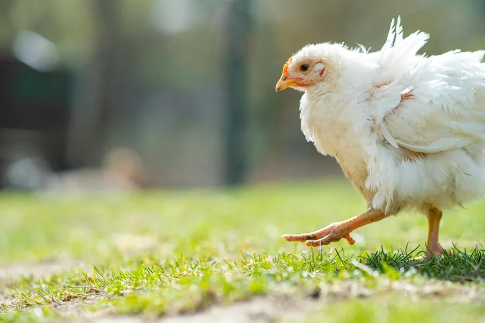 Our Mission to end the abuse of animals raised for food