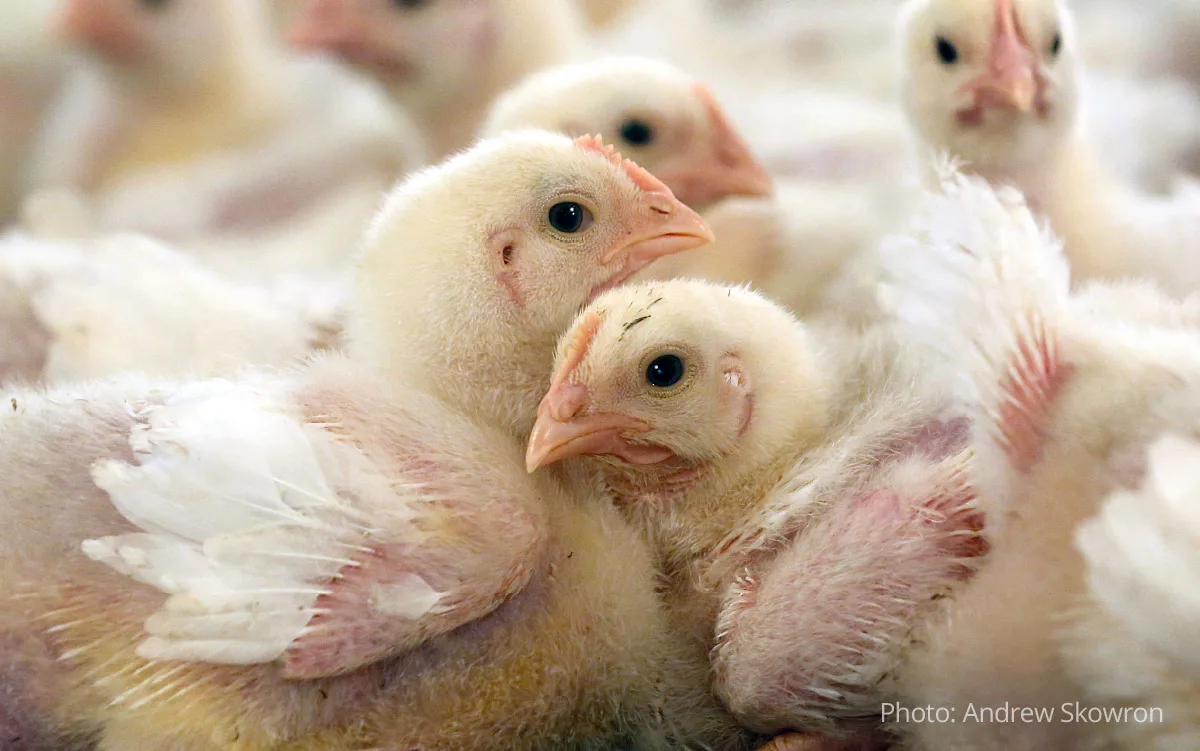 The Truth About Chick Culling: One of the Egg Industry's Hidden Secrets