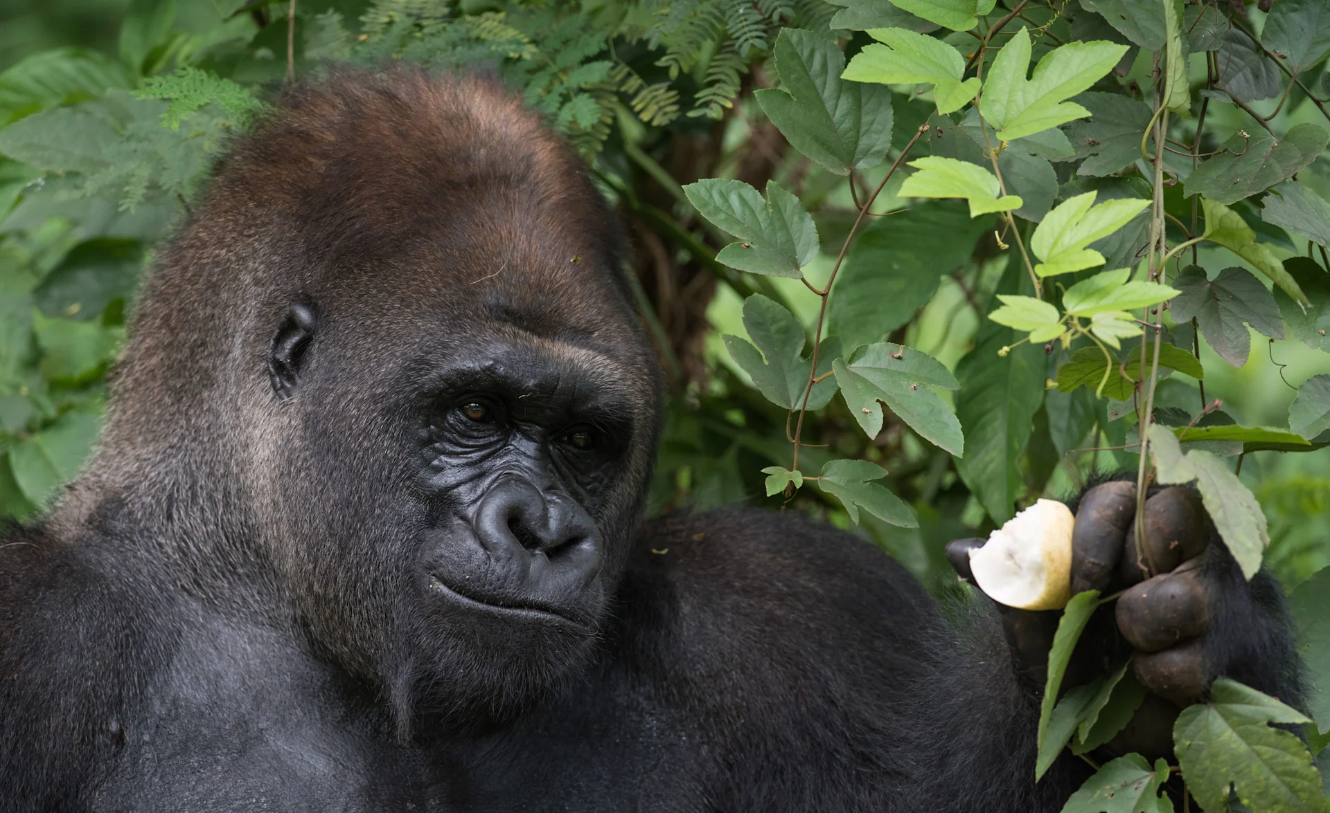 Animal Protection: What It Means and Why Animals Should Be Protected