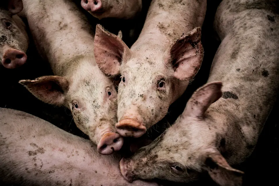 The rescue pig with the big personality: Meet Firecracker