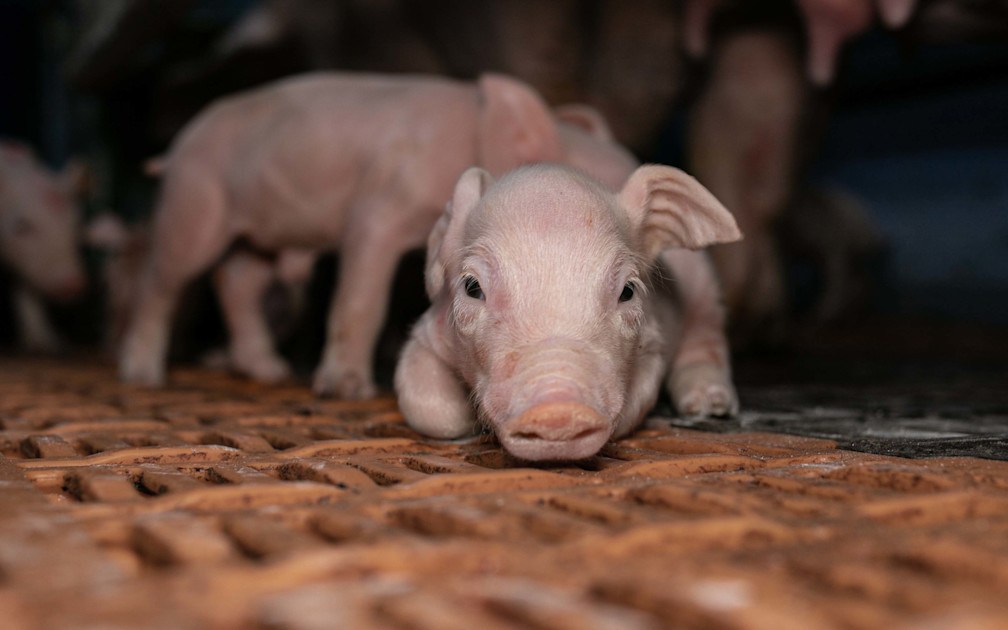 What is processed meat, why is it bad for you, and what are the ...