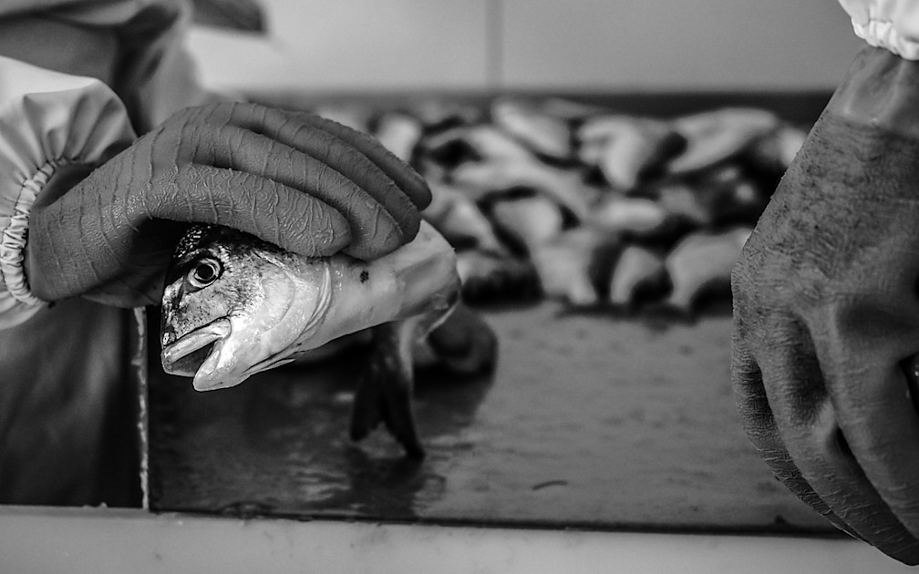 What’s Animal Welfare Committee's Opinion on fish slaughter.