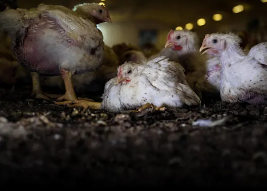 Chicken on Steroids: How Fast Does a Chicken Grow on Steroids?