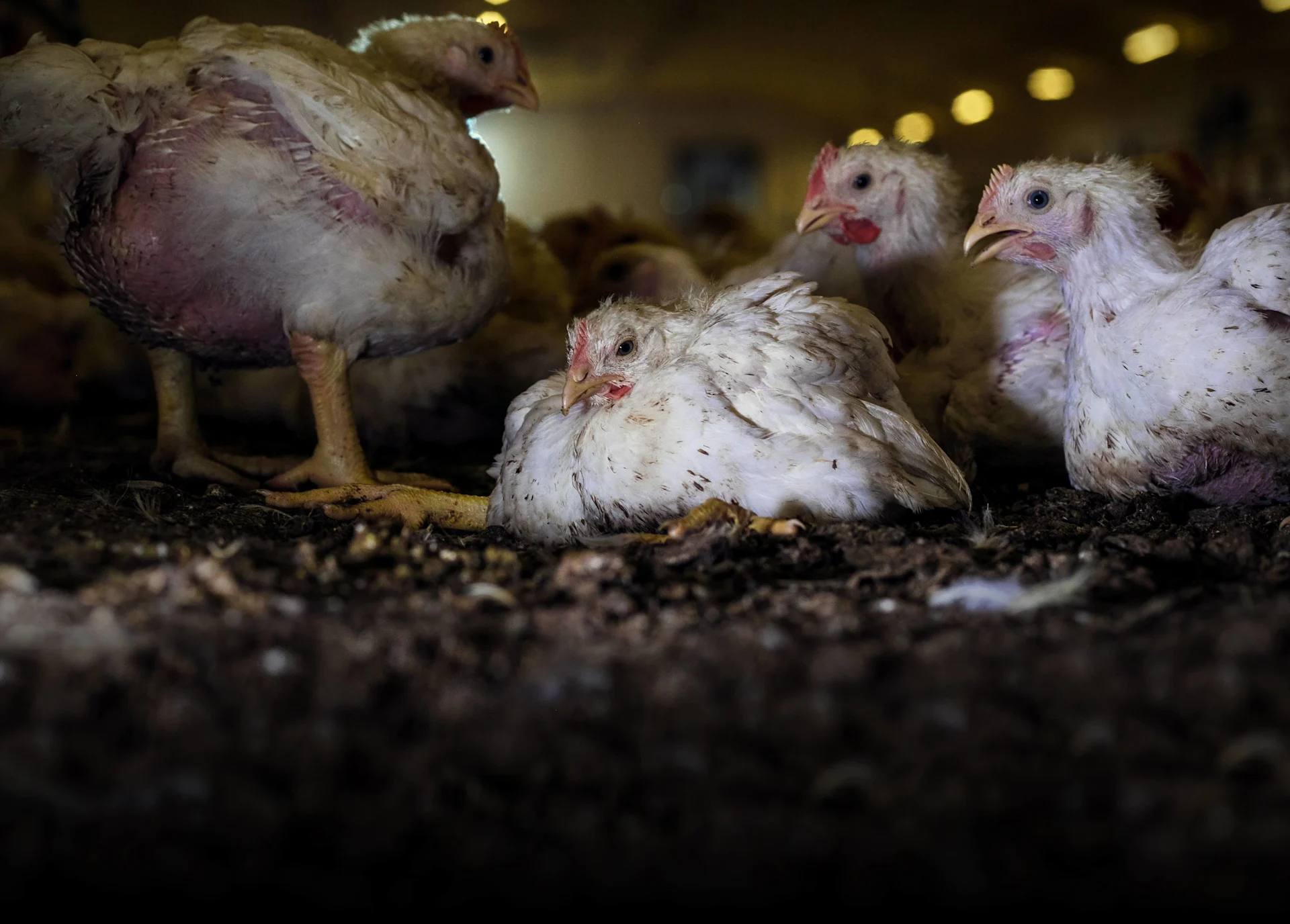 Lab finds dangerous pathogens on 71% of Lidl’s chicken.