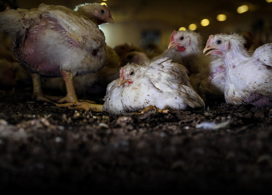 As factory farming prioritises profit over welfare, the industry is ...