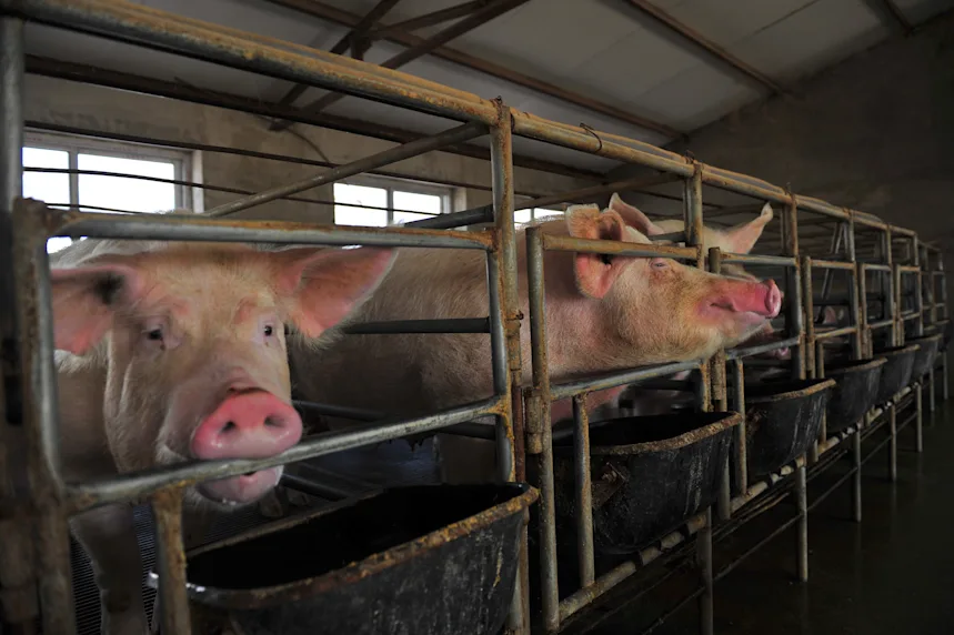 Pig farmer: What is it & are pig farms cruel?