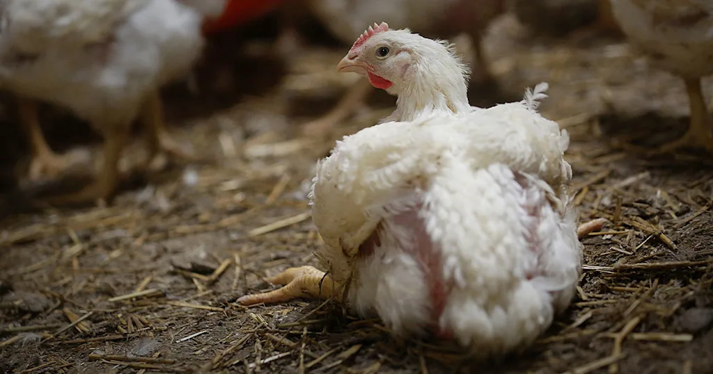 Find out more about the second instalment of Chicken Run, and just how ...