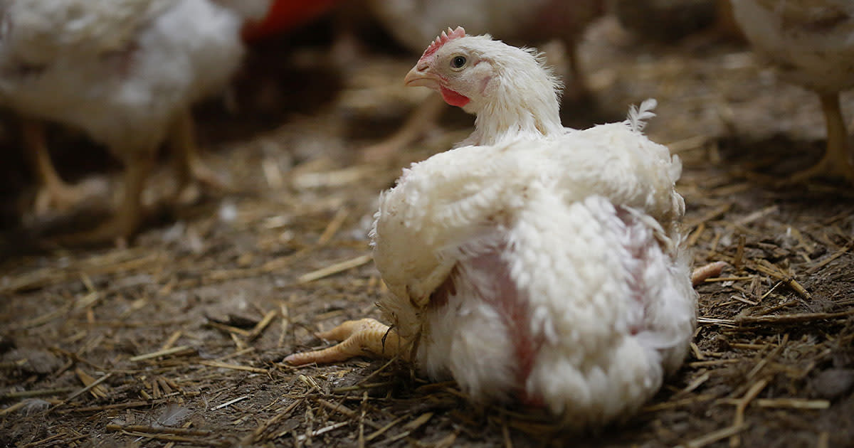 A New Milestone: Over 500 Corporate Commitments for Chickens Raised for ...