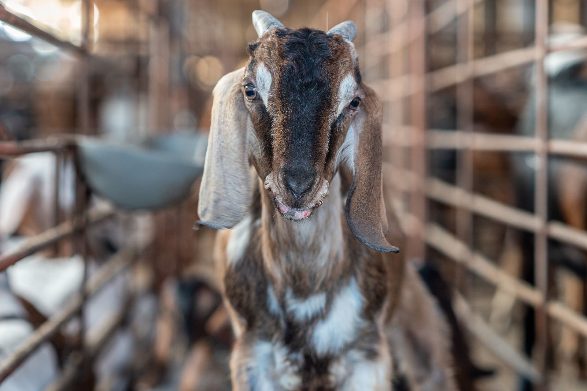 Is goat’s milk better for you? Three myths about goat dairy