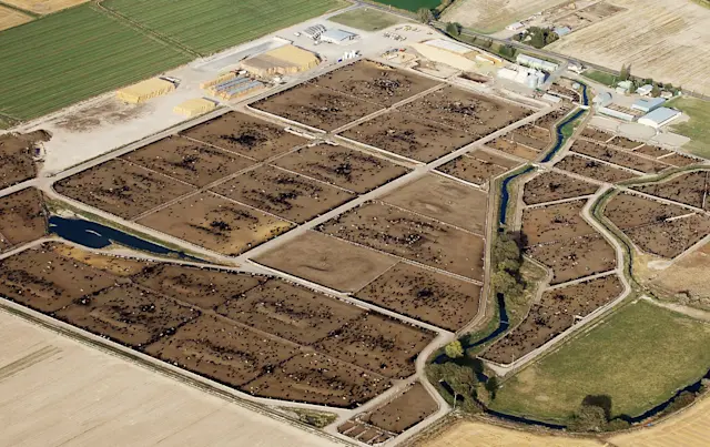 Factory Farming: What It Is and Why It's a Problem