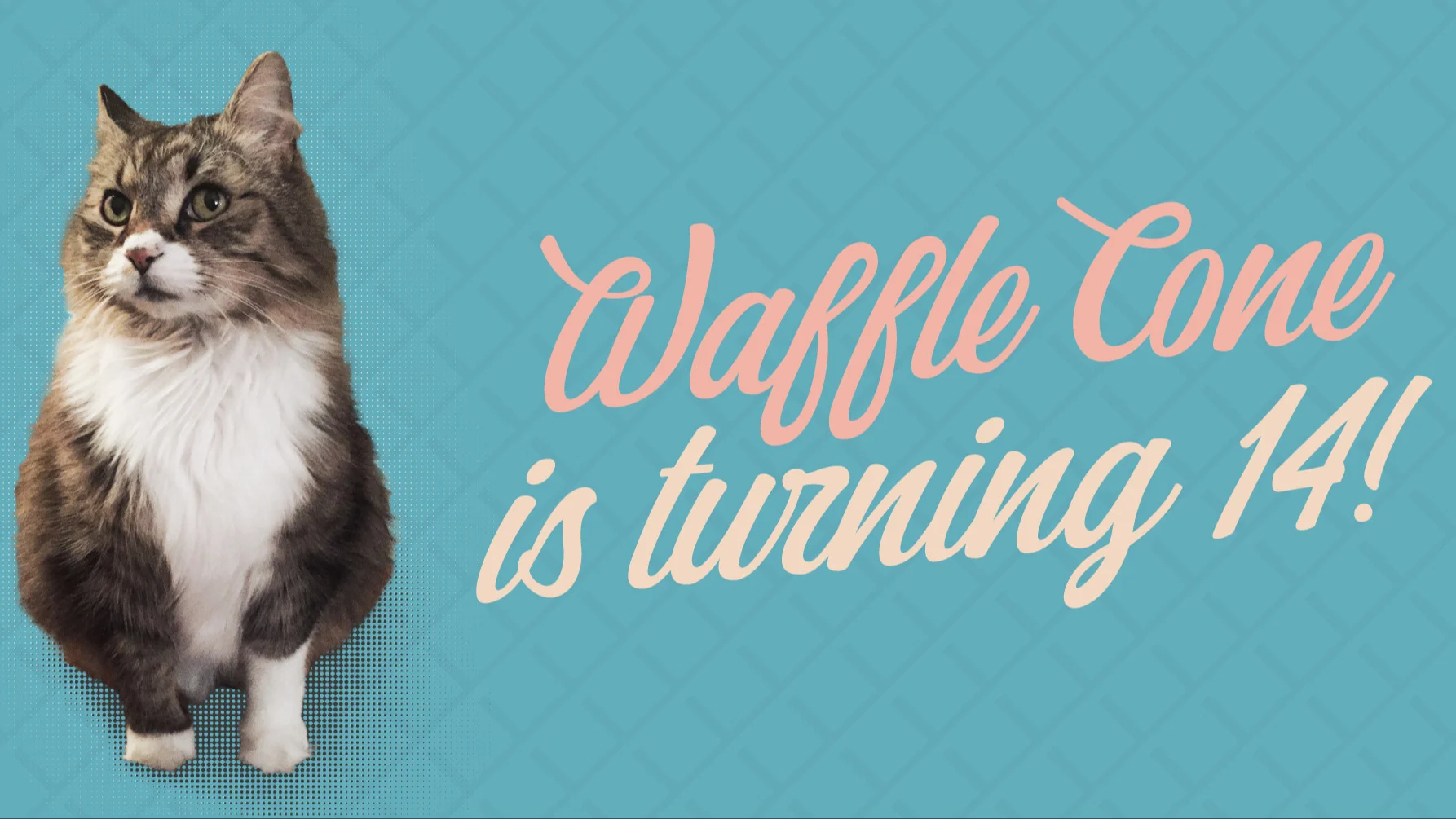 How to Host the Best Fundraising Party for Animals