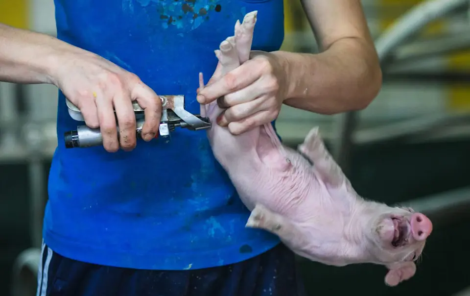 Factory Farming: What It Is and Why It's a Problem