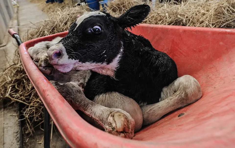 Factory Farming: What It Is and Why It's a Problem