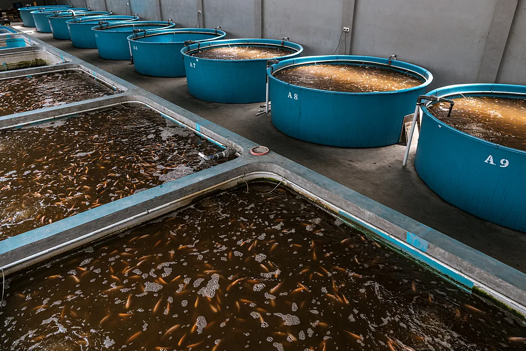 What is aquaculture? An In-Depth Look at Fish Farming