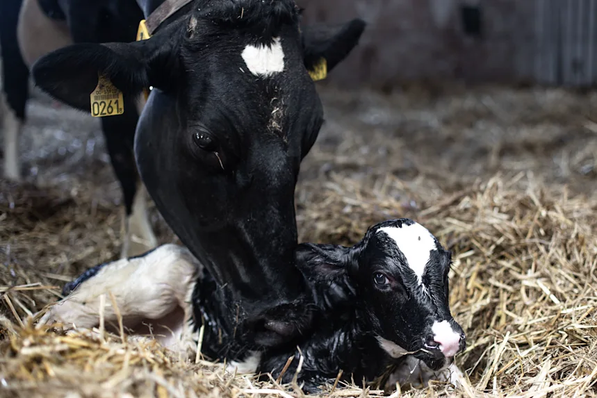 What happens to animal moms & their babies on factory farms