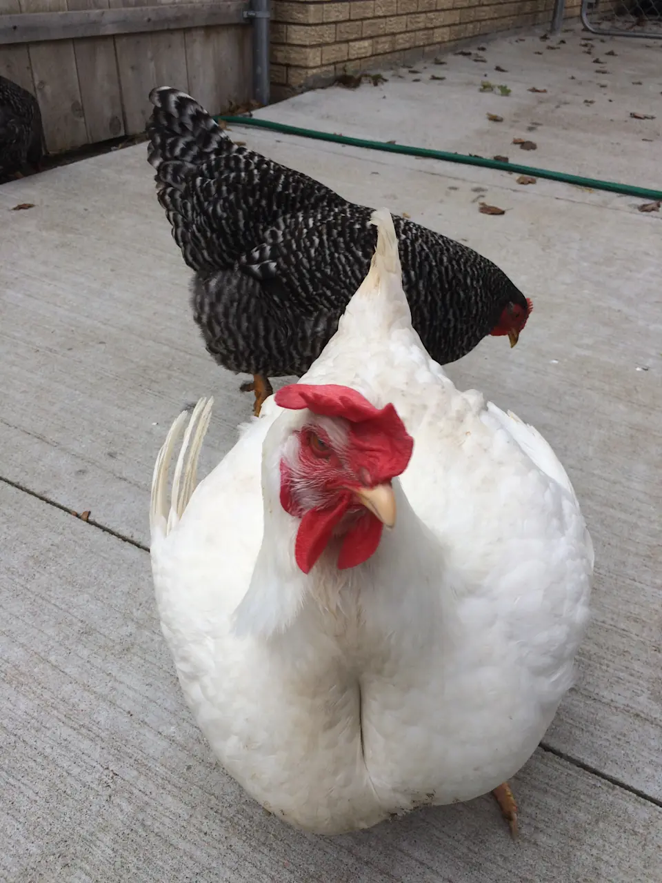 Getting to Know This Special Chicken Changed My Perspective