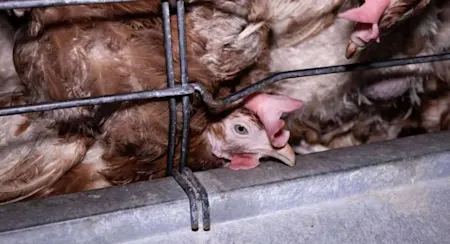 The Humane League