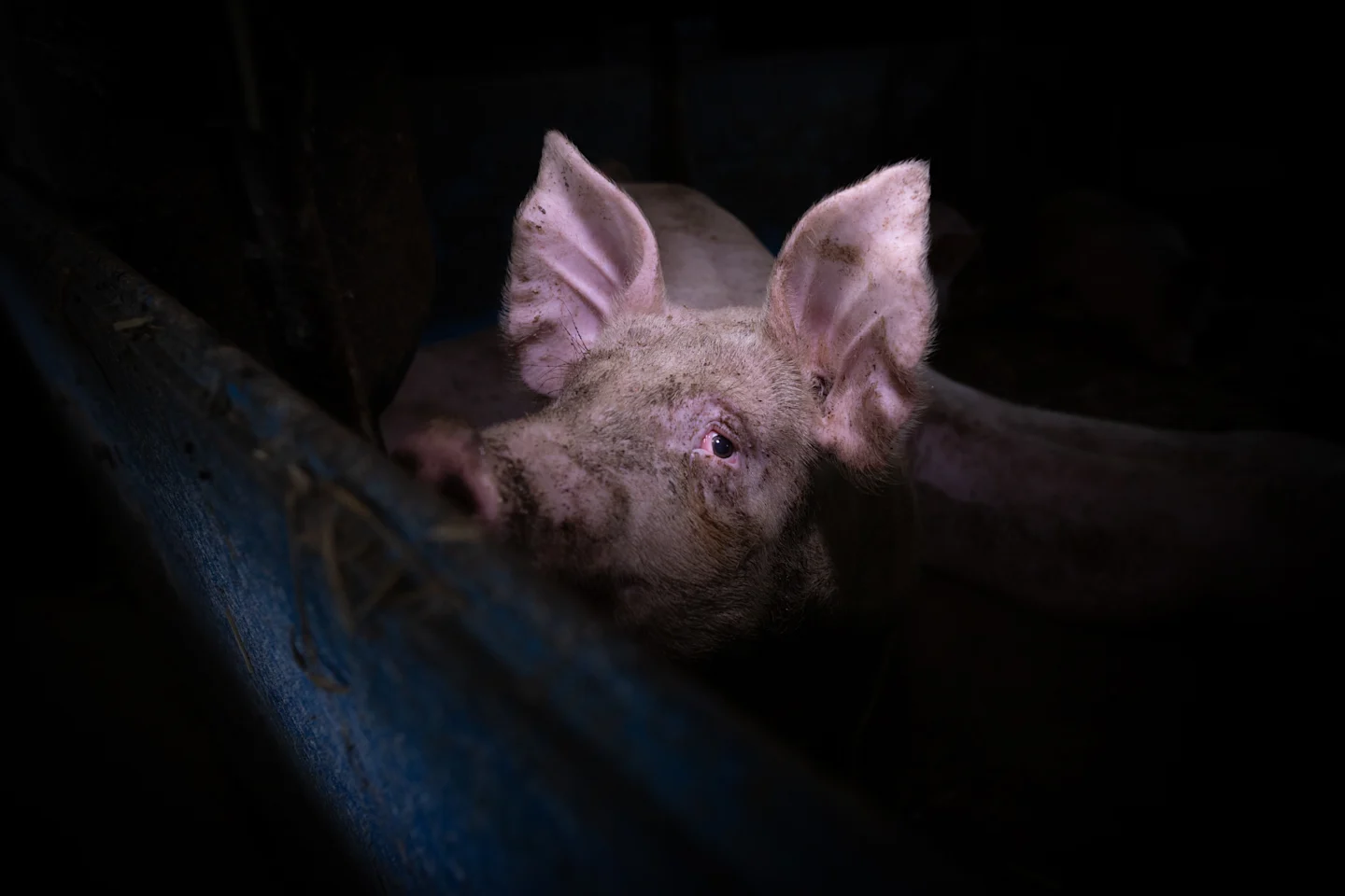 What is the Humane Slaughter Act? How does it protect animals?