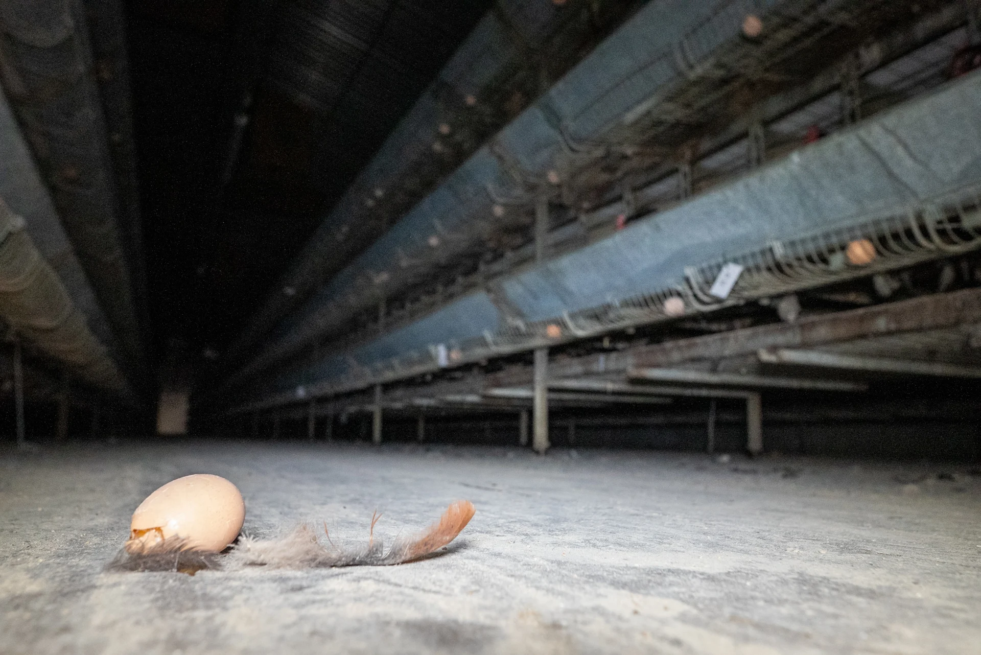 World’s Largest Investigation into Industrialized Egg Farms Exposes ...