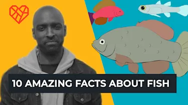 11 amazing facts you probably didn’t know about fish