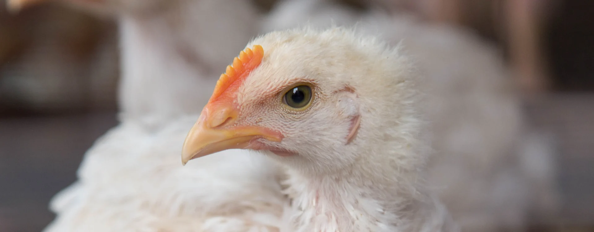 Government announces support for Better Chicken Commitment