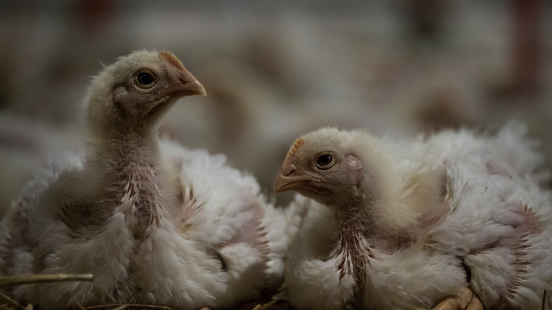Eight Factory Farming Facts You Need to Know
