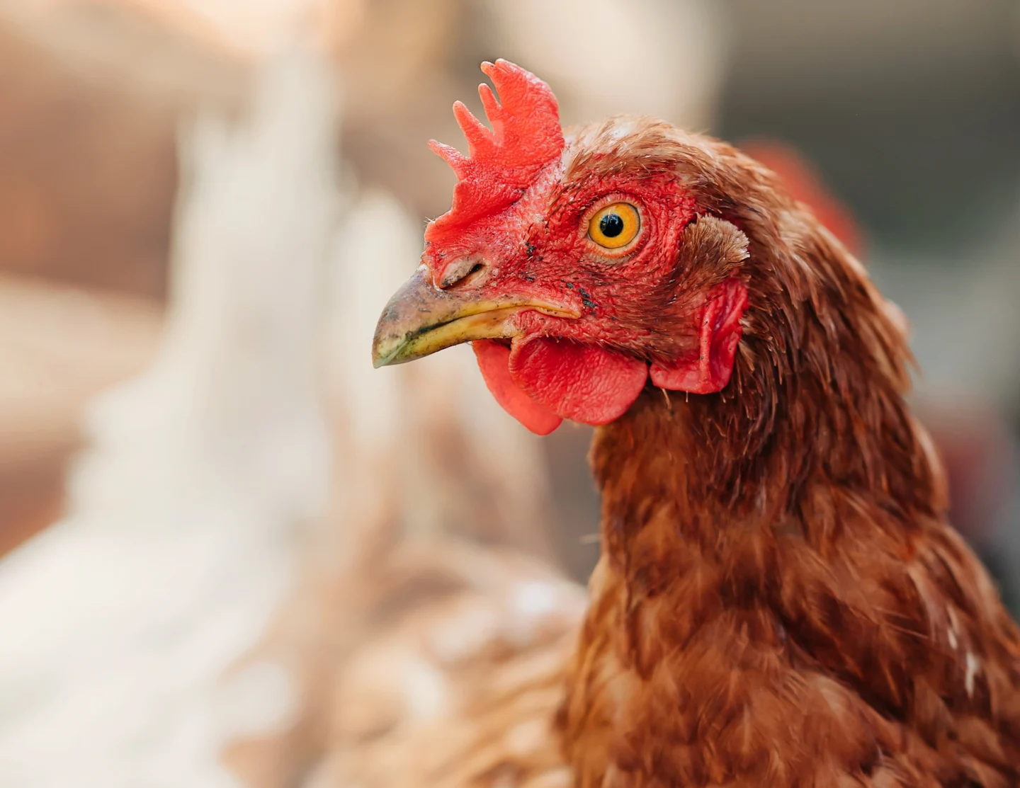 The Humane League Publicly Launches The Animal Policy Alliance To Enact ...