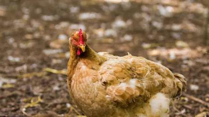 Victory! Viking Cruise Line Vows to Stop Caging Hens