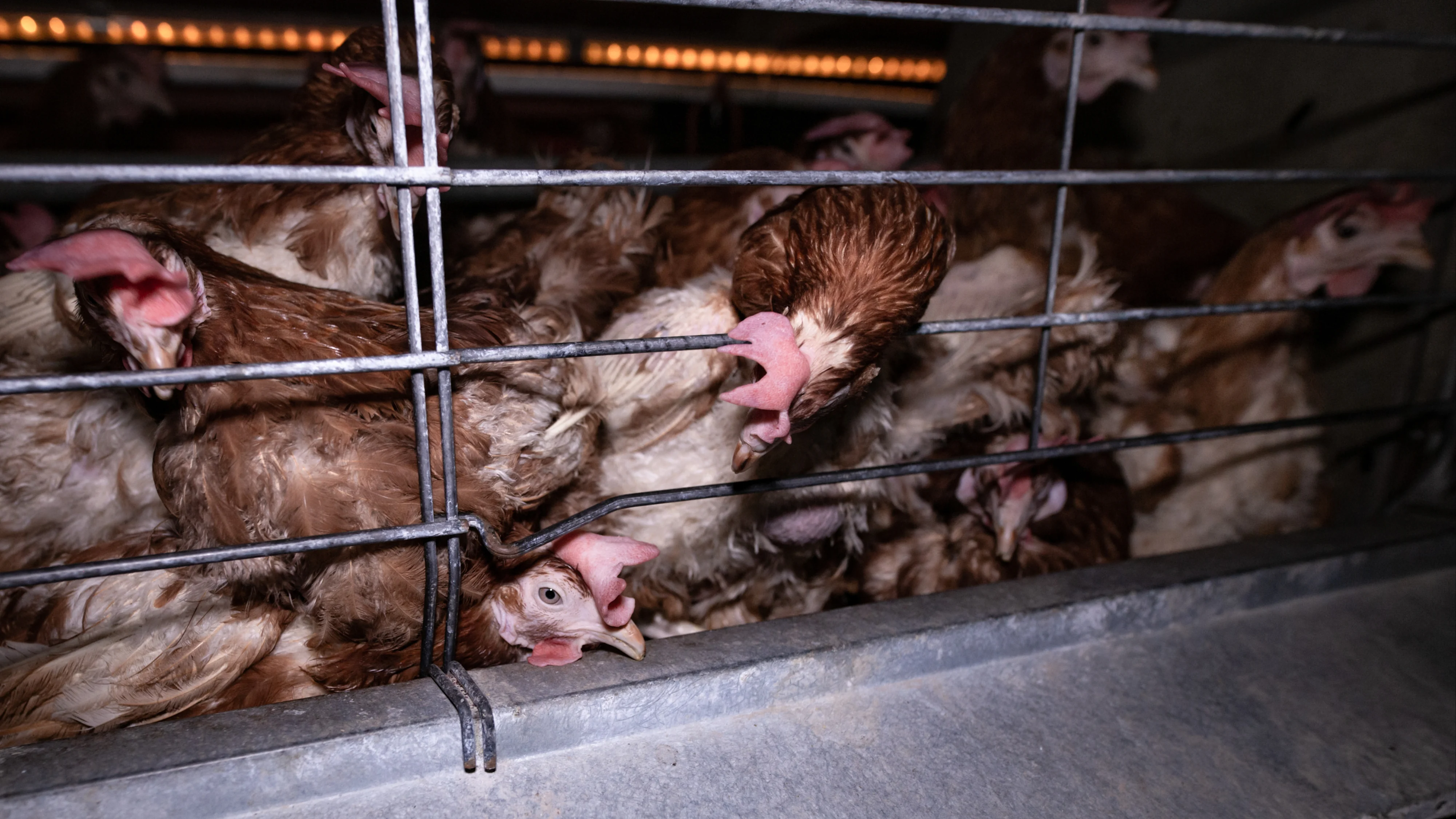 Campaigns for the animals | The Humane League