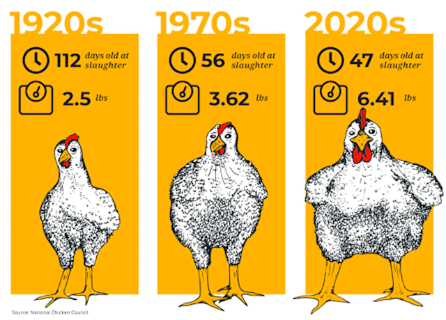 Do Growth Hormones in Chickens Affect Humans & Increase HGH?