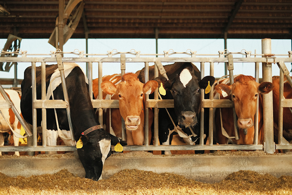 Why is milk bad for you? Health concerns about dairy