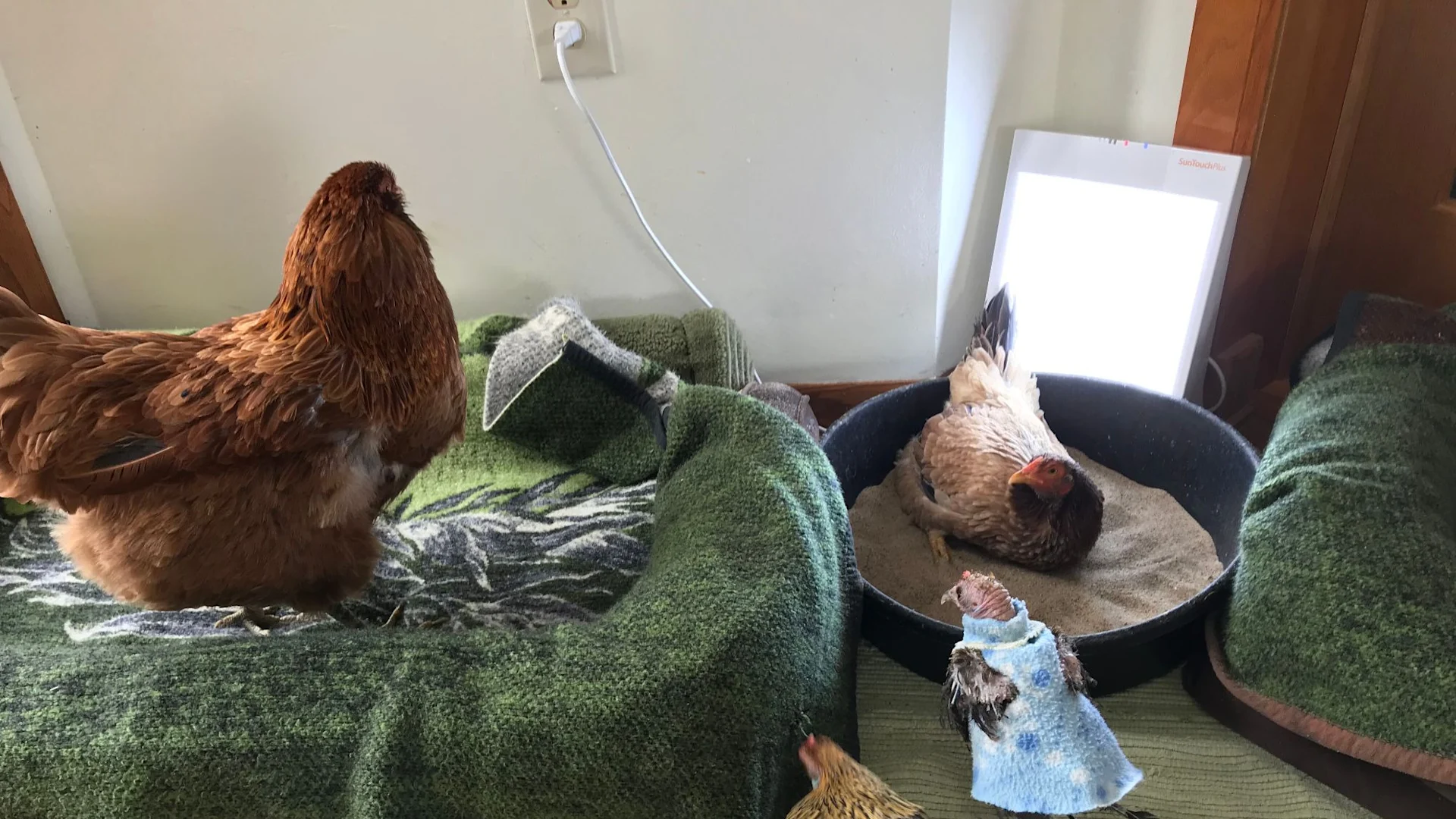 Meet 5 Legendary Birds of Midwestern Farm Sanctuaries