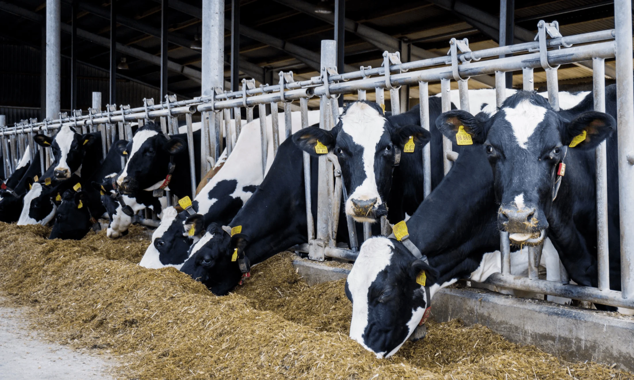 TOP 10 WAYS FACTORY FARMING HARMS THE PLANET