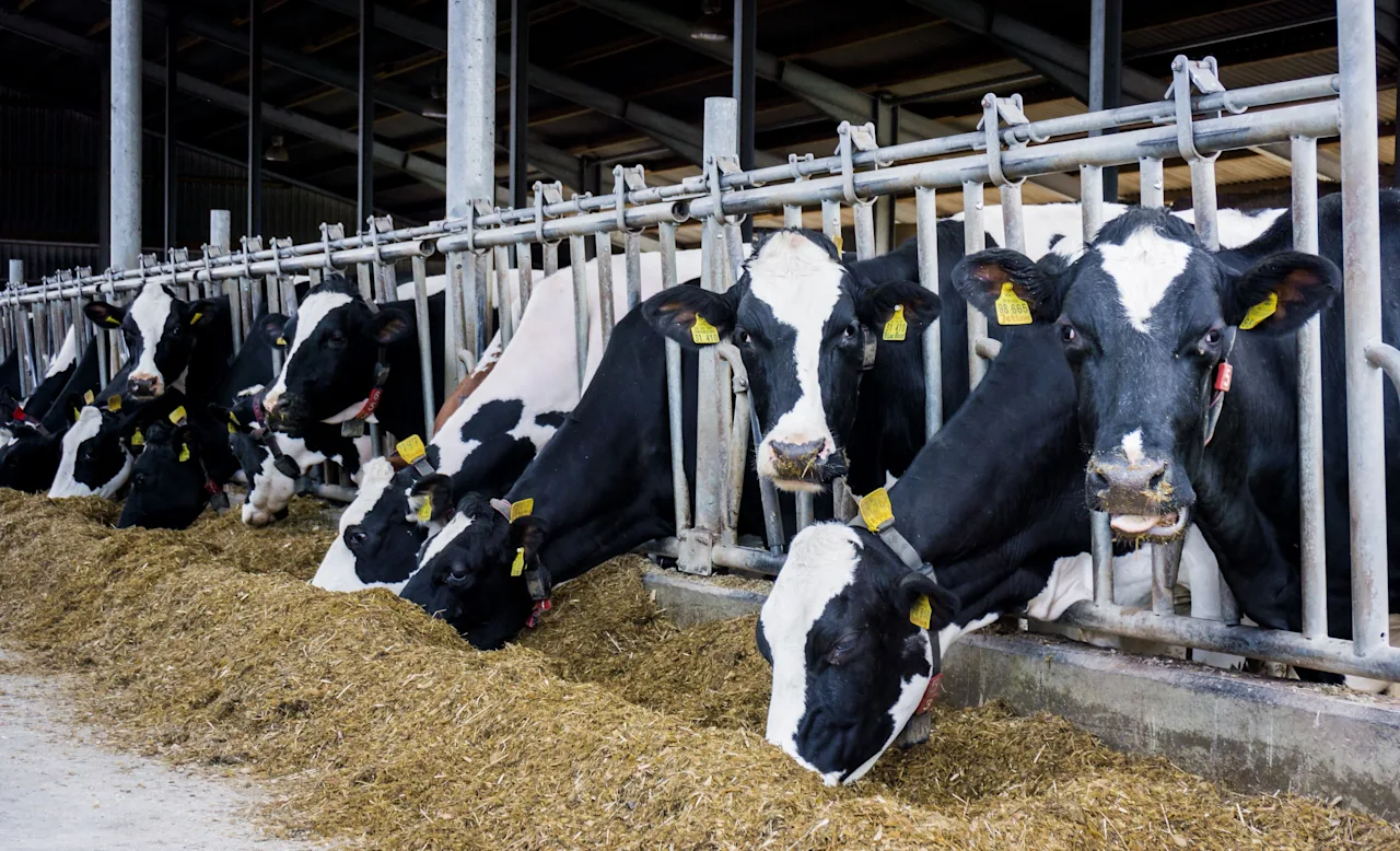 Find out what animal agriculture is, and how it affects us all
