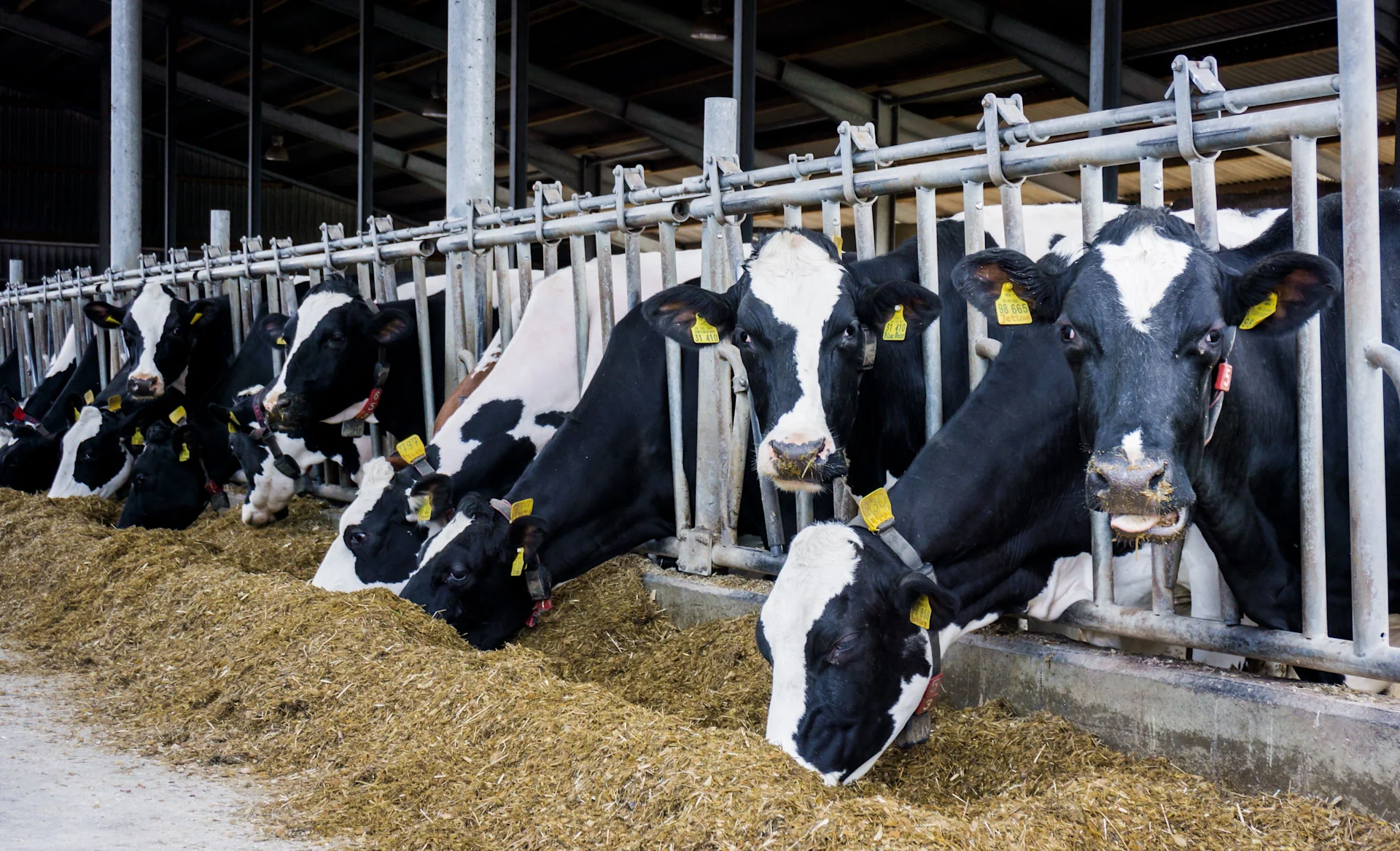 How long do cows live naturally vs. on factory farms?
