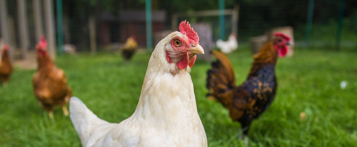 The Open Wing Alliance and Over 42,000 Consumers urge Kewpie ...