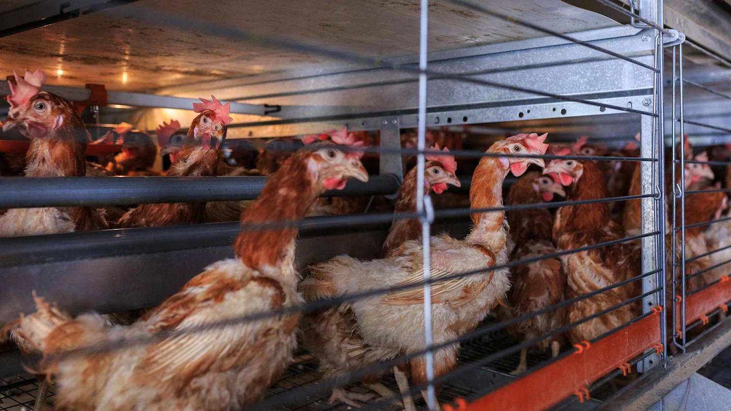 Celebrities Team Up With The Humane League To Turn World Egg Day Into ...