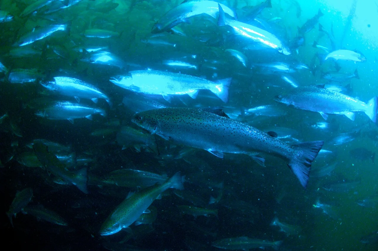 We explore how fish farming harms fishes and the environment - click to ...