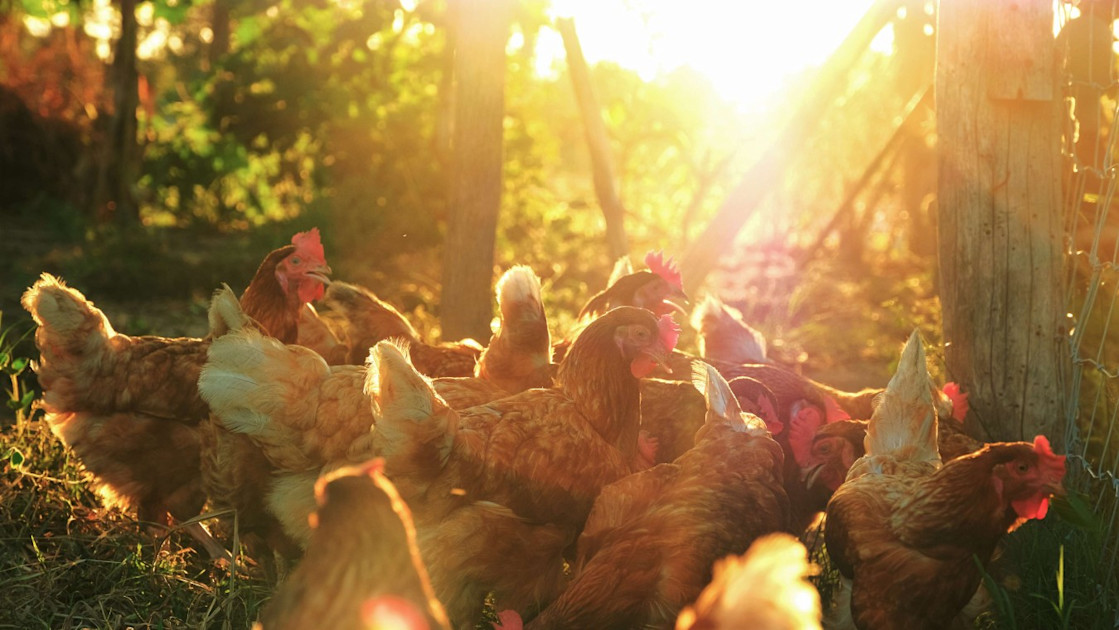 Global Cage-Free Egg Fulfillment Rate Jumps to 92%