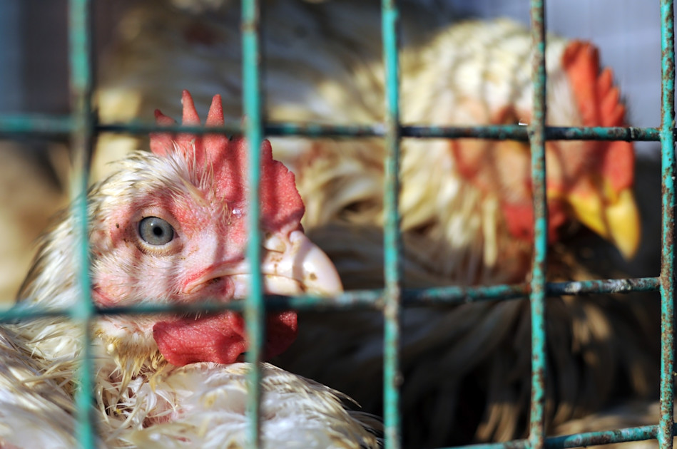 New Report Reveals Promising Global Momentum Toward Cage-Free Eggs