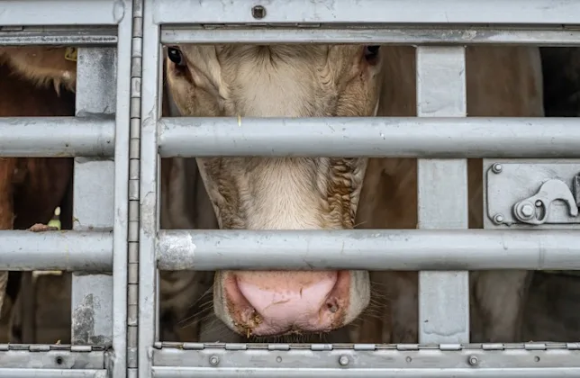 Why millions of farm animals die during live transport