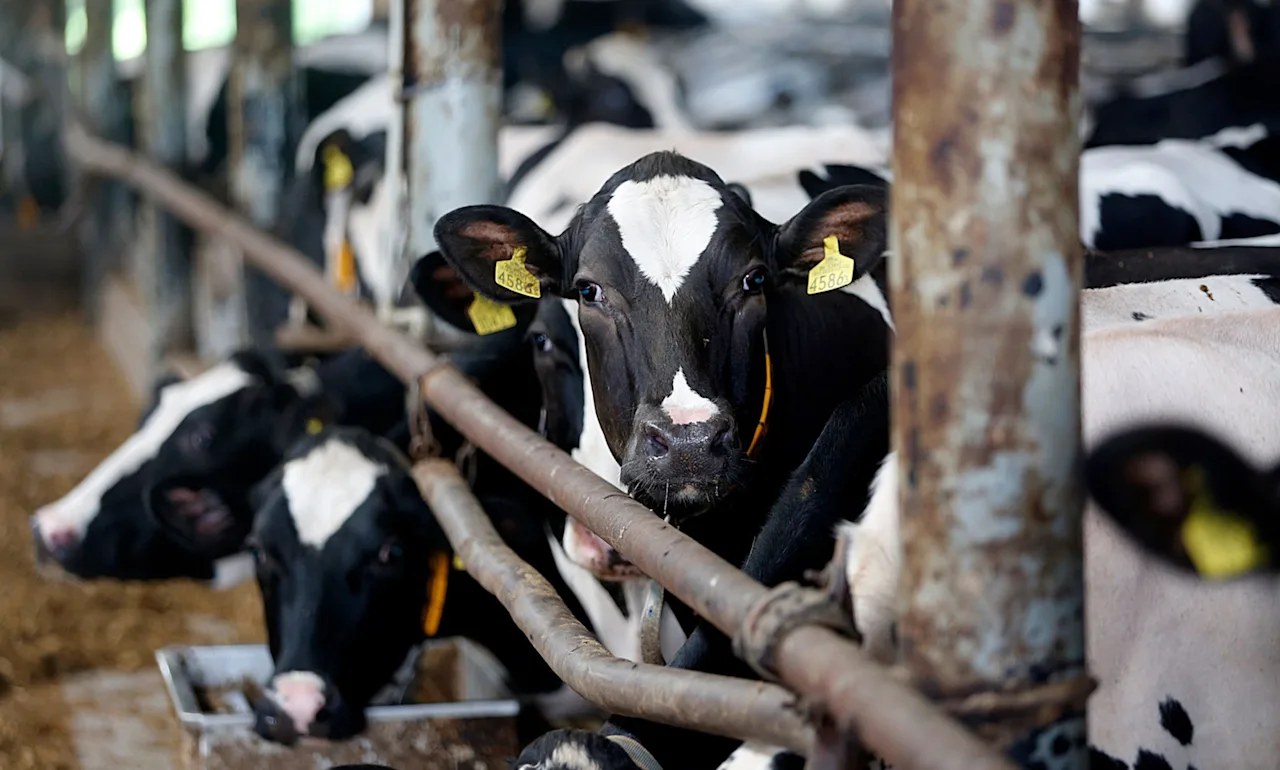 Cow Farms: What Are They? Concerns About Cattle Farming in 2022