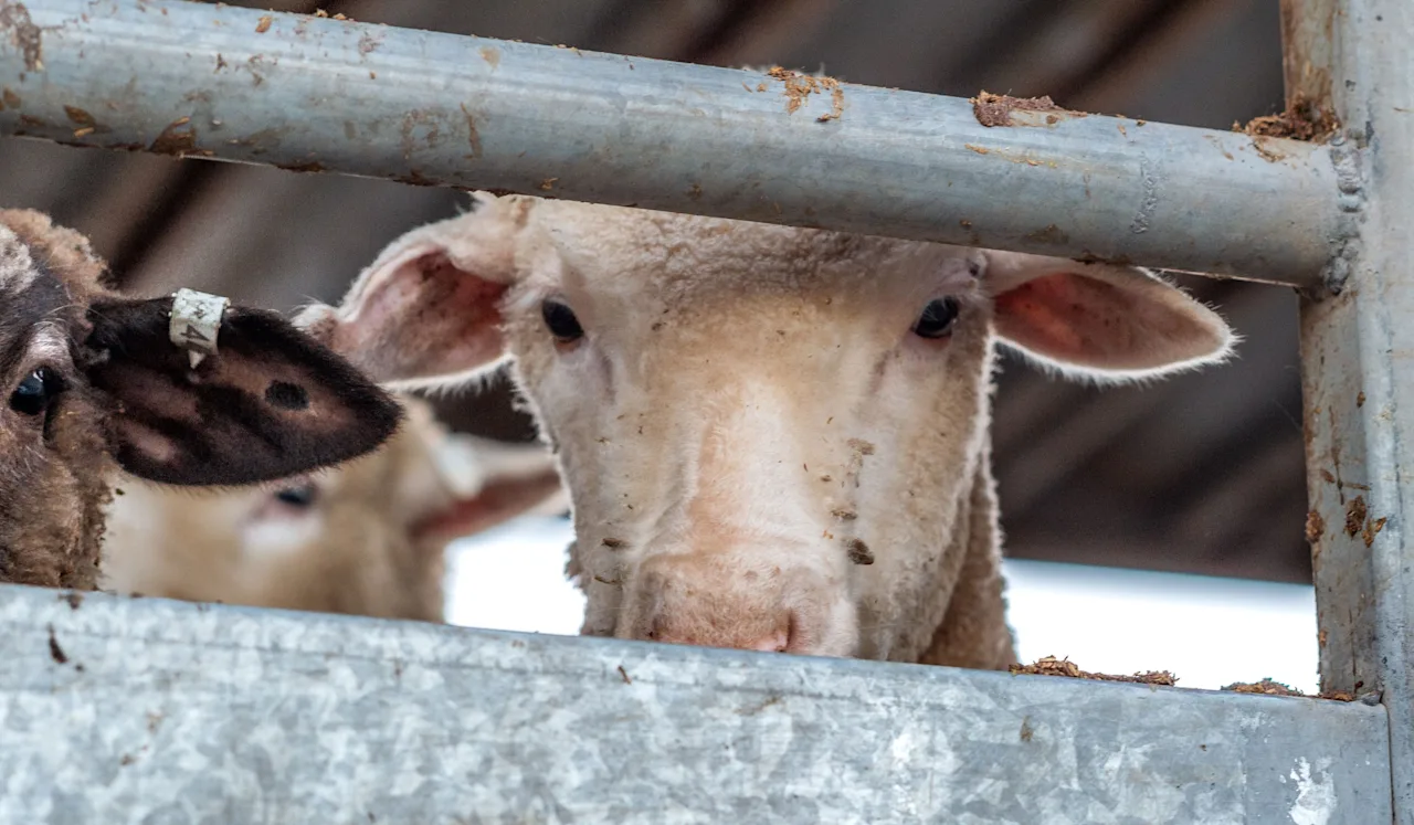 What is lamb tail-docking? Is it animal cruelty?