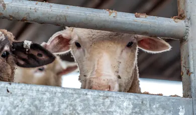 What is lamb tail-docking? Is it animal cruelty?