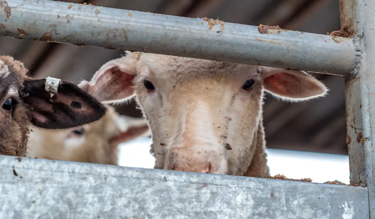 What is lamb tail-docking? Is it animal cruelty?